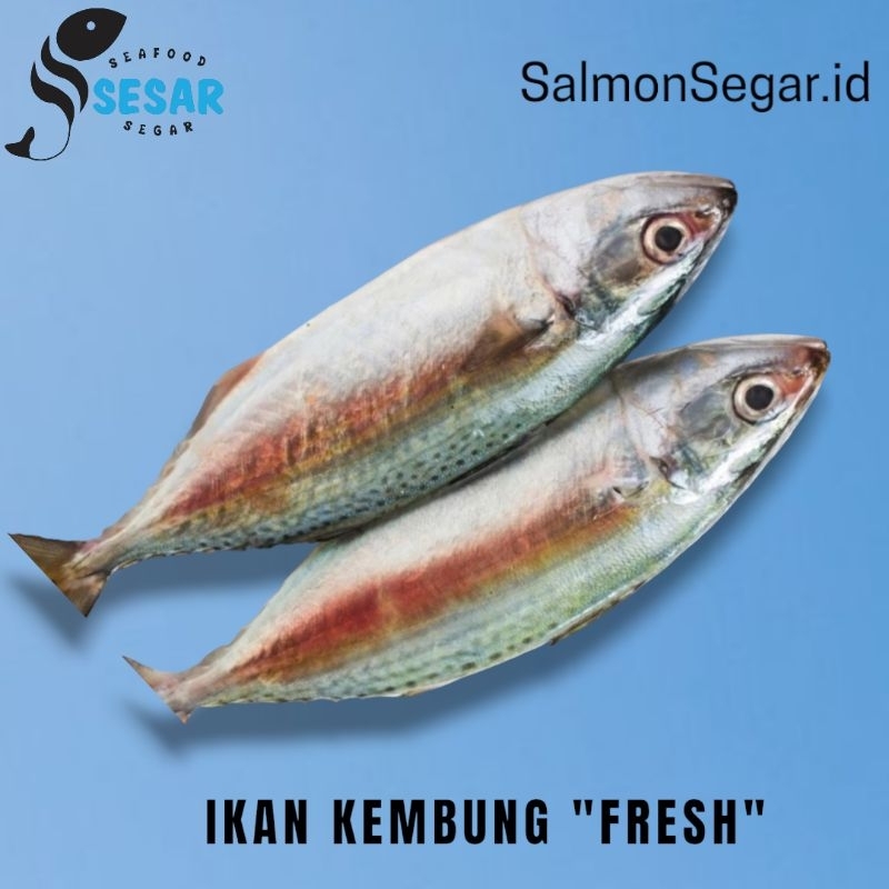 Jual Ikan Kembung Banjar Segar - Ikan Laut 1kg - Seafood Fresh | Shopee ...