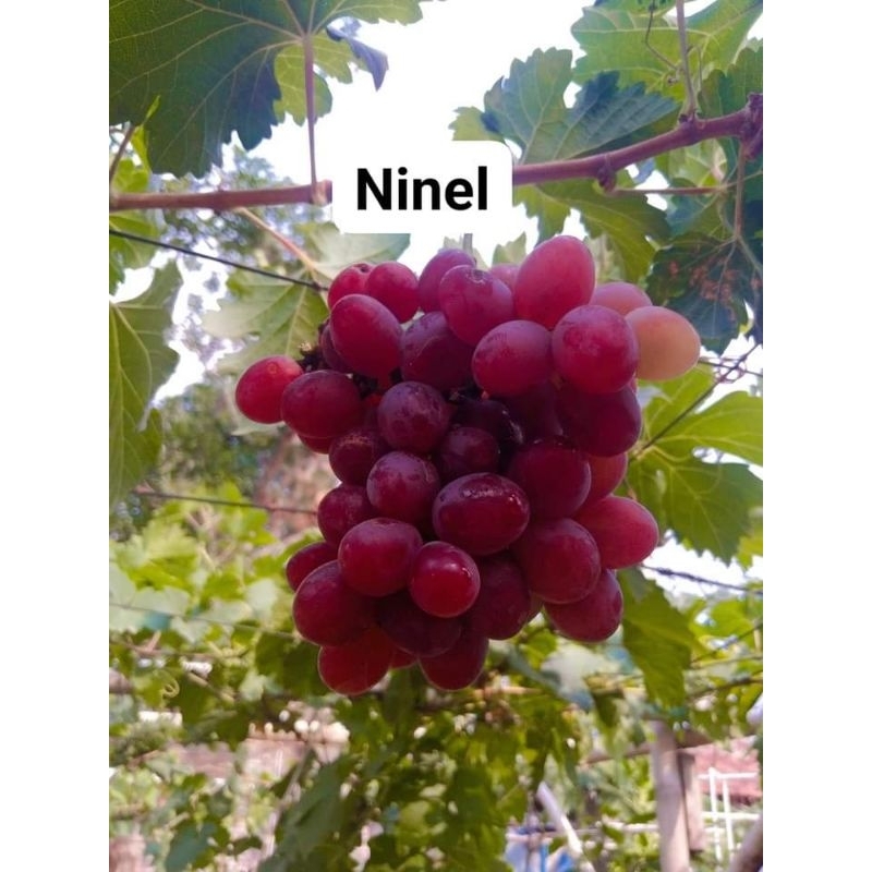 Jual Bibit Anggur Ninel | Shopee Indonesia