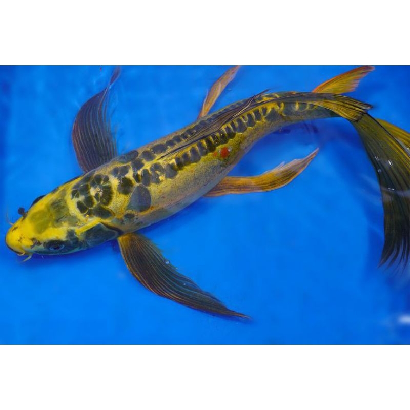 Jual KOI SLAYER KUMPAY BERKUALITAS WARNA RANDOM UKURAN 20-25CM | Shopee ...