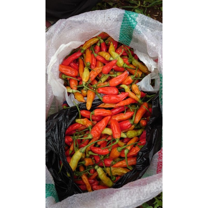 Jual Cabe Rawit Merah & Hijau 1/2 Kg Fresh Panen Kebun | Shopee Indonesia