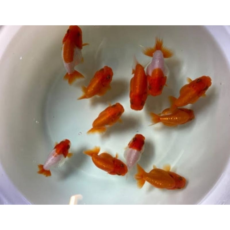 Jual IKAN HIAS KOKI RANCU SIZE S | Shopee Indonesia