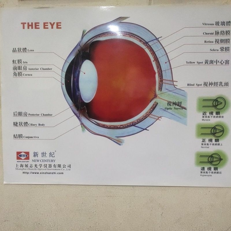 Jual Poster mata cocok untuk dikampus,optik dan RS | Shopee Indonesia