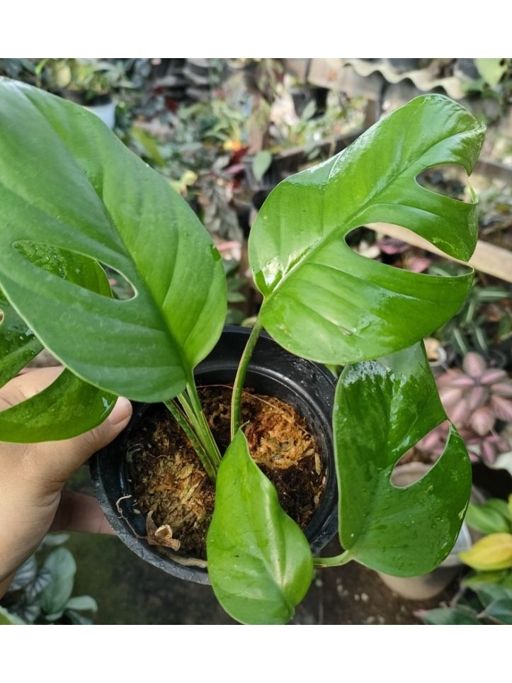 Jual Rhaphidophora Pertusa Monstera Pertusa (Khusus Pulau Jawa dan Bali ...