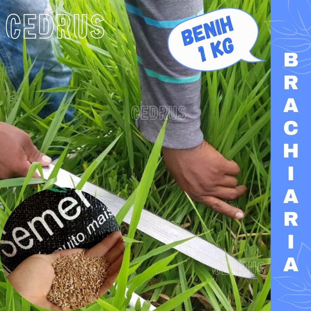 Jual Benih RUMPUT SIGNAL 1 kg - Pakan Ternak Biji Rumput Brachiaria ...