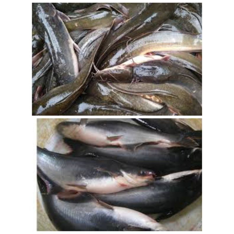 Jual Ikan lele, ikan patin | Shopee Indonesia