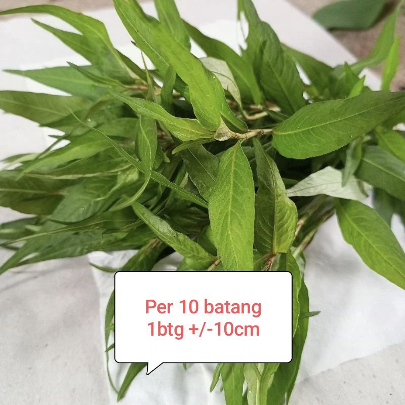 Jual DAUN KESUM SEGAR / DAUN LAKSA / VIETNAM MINT FRESH PER 10 BATANG ...