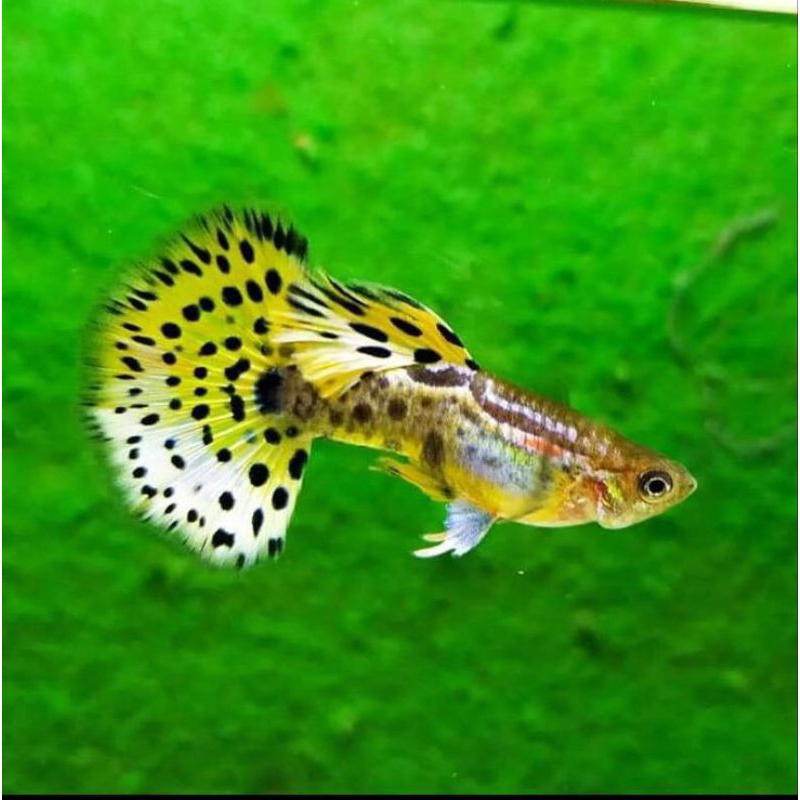 Jual ikan hias guppy yellow leopard hiasan aquarium,kolam dan aquascape sepasang jantan betina ...