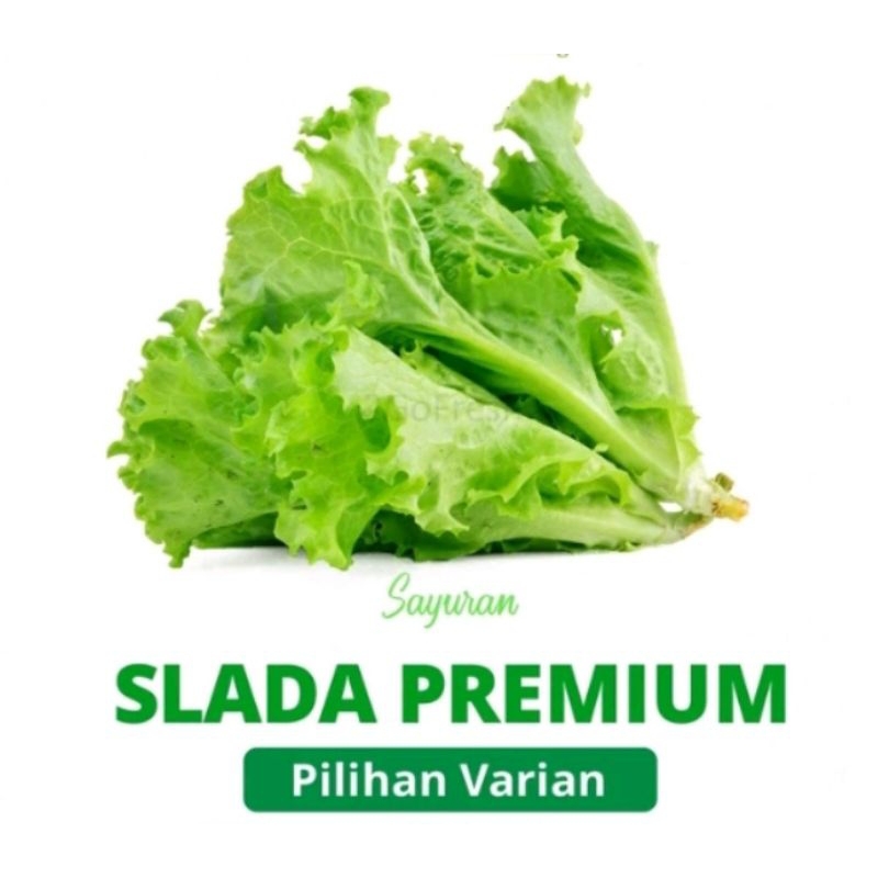 Jual sayur selada hidroponik | Shopee Indonesia