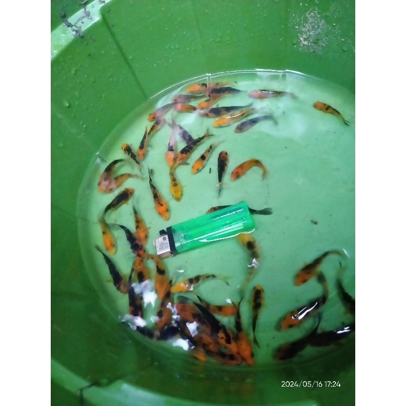 Jual koi Oren hitam, 2ekor= 15rb, ikan hias aquarium aquatic kolam air ...