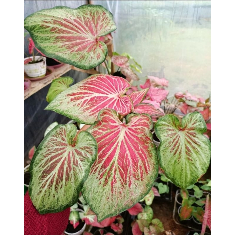 Jual Tanaman Hias Caladium Flying Garuda Pink-Tanaman Hias Keladi ...