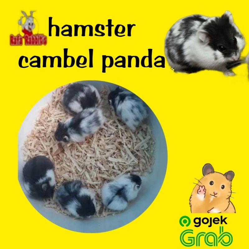 Jual anakan hamster jenis camble panda lucu imut khusus gojek dan grab ...