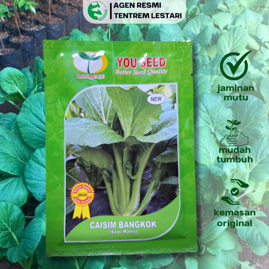 Jual Benih Sawi Manis CAISIM BANGKOK 25 gram Cap YOU SEED Tahan ...
