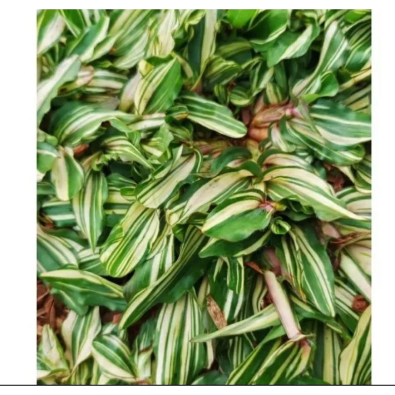 Jual Rumput Gajah Mini Varigata 1x1 Meter Persegi Shopee Indonesia