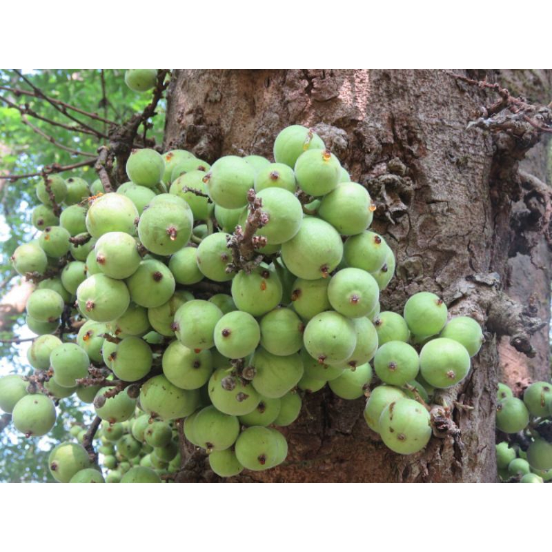 Jual BUAH LOA MUDA SEGAR 1 KG | Shopee Indonesia
