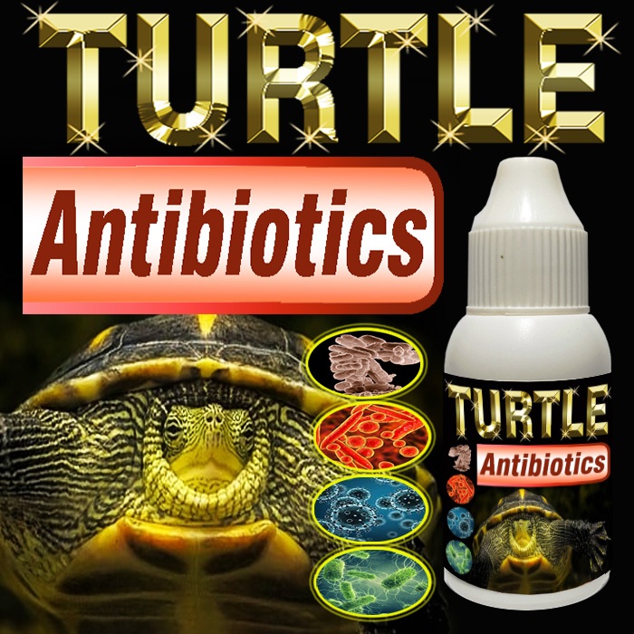 Jual TURTLE ANTIBIOTICS SUPLEMEN KESEHATAN PERNAPASAN DAN PENCERNAAN ...