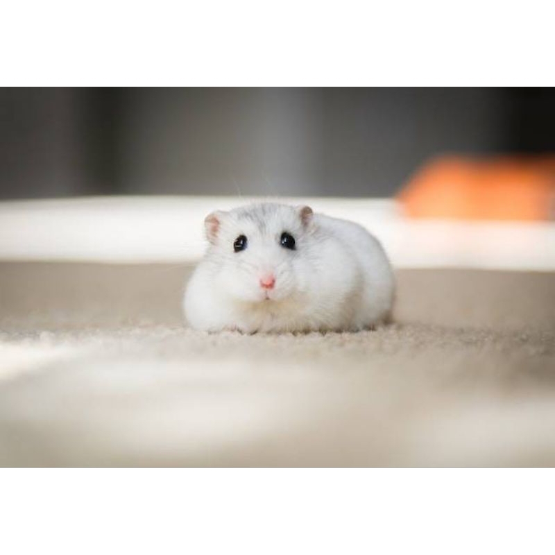 Jual hamster winter white /argente /tiger mix TERMURAH!!! | Shopee ...