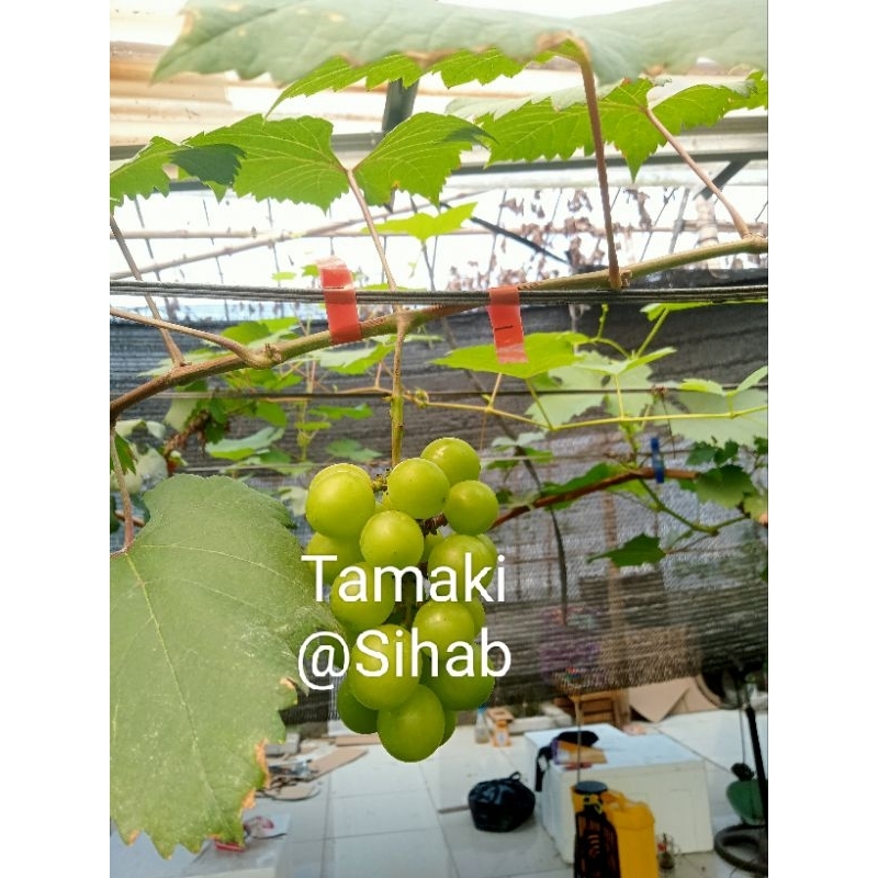 Jual Bibit Anggur Varian TAMAKI ( Beraroma Muschat Leci & Mangga ...