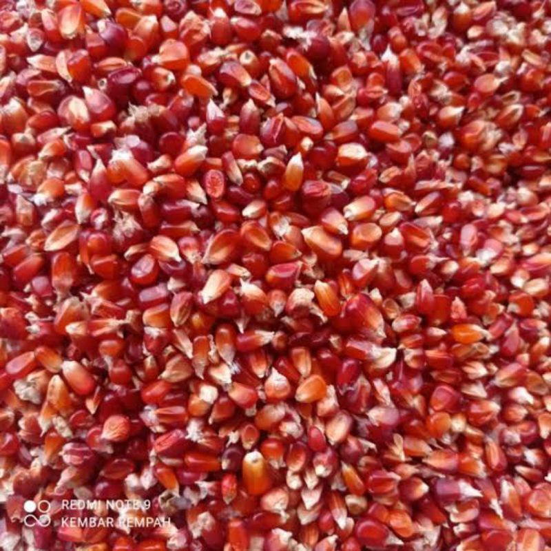 Jual jagung krystal merah berkualitas 1kg | Shopee Indonesia