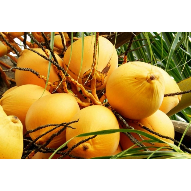 Jual Buah kelapa gading Kuning Muda Segar 1 Kg | Shopee Indonesia