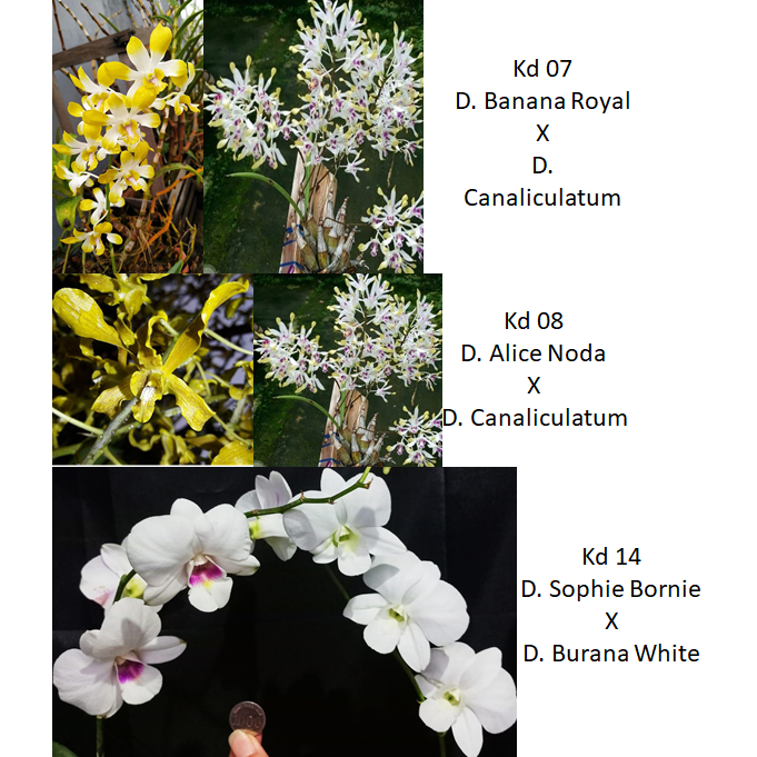 Jual Botolan Anggrek Dendrobium Hybrid | Shopee Indonesia