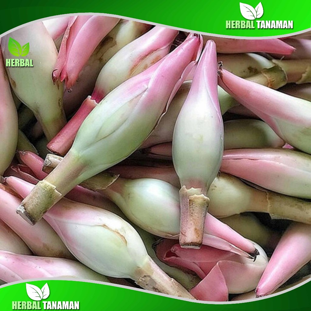 Jual Bunga Kecombrang Segar 1 kg - Bunga Honje - Rombeh - Kincung Fresh ...