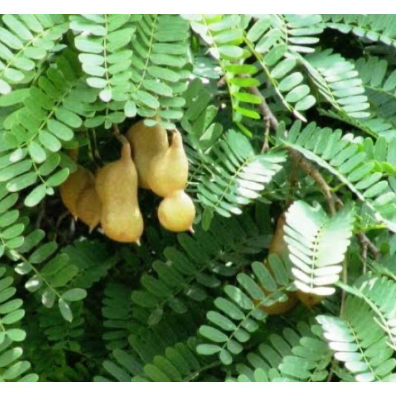 Jual Daun sinom segar / daun asam jawa segar 1 kg | Shopee Indonesia