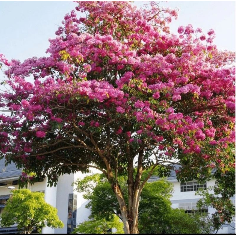 Jual Tanaman Hias Pohon Tabebuya Merah 3 meter | Shopee Indonesia