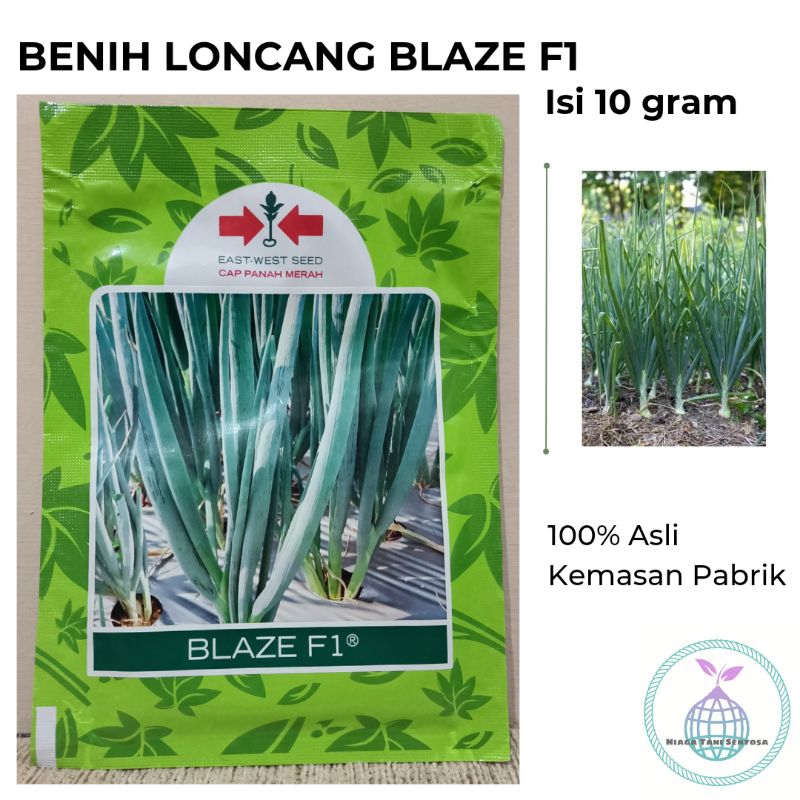 Jual Benih Daun Bawang/ Loncang Blaze 10 gram Cap Panah Merah | Shopee ...
