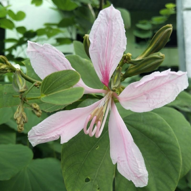 Jual Tanaman Pohon Kupu Kupu Bunga Pink - BUTERFLY /Bauhinia monandra ...