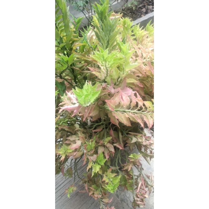 Jual Bibit Bunga Euphorbia AlBino/Bunga Patah tulang/Bunga Lipan ...