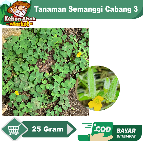 Jual Tanaman Semanggi segar Semanggi sawah bercabang daun 3 Berat 25 ...
