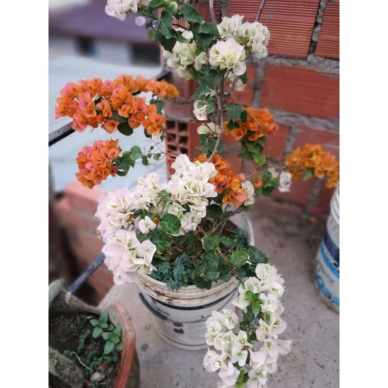 Jual BUNGA BOUGENVILLE ICE RAINBOW - TANAMAN BUNGA KERTAS BUGENVIL ...