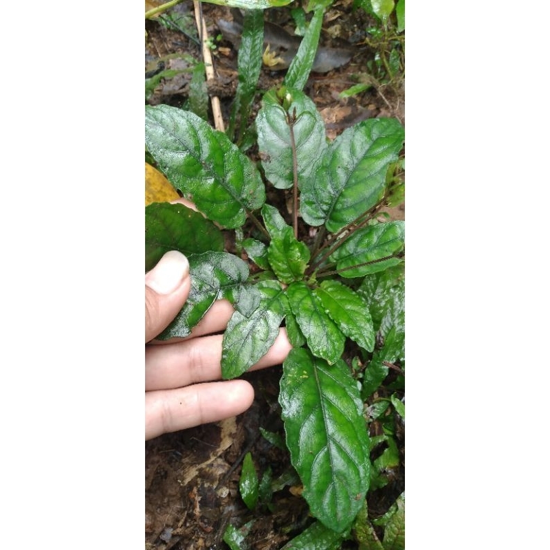 Jual tanaman keci beling/ keji beling segar, per 25 pohon/batang ...