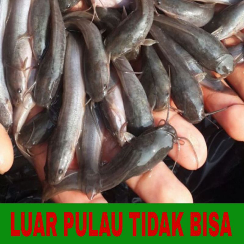 Jual benih lele MUTIARA isi 50 bonus pakan bergaransi | Shopee Indonesia