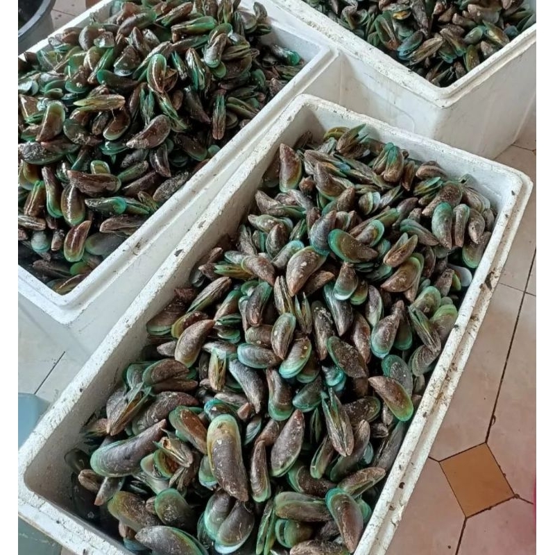 Jual Kerang Hijau ijo Frozen 1kg | Shopee Indonesia