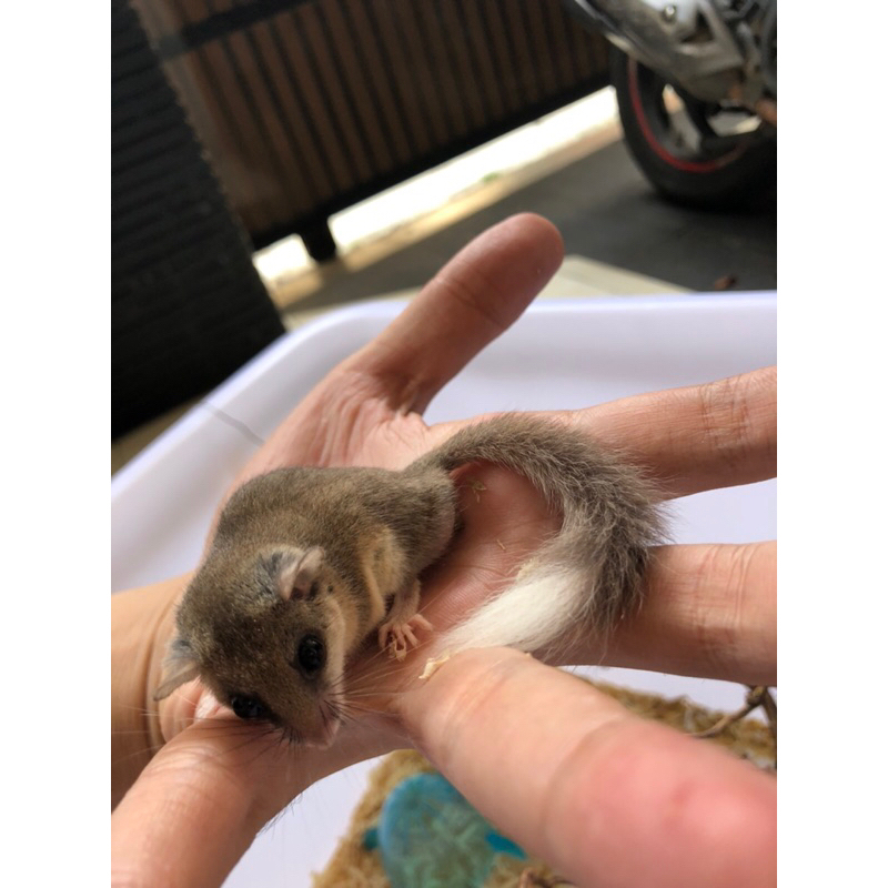 Jual African Pygmy Dormice White (3 ekor) | Shopee Indonesia