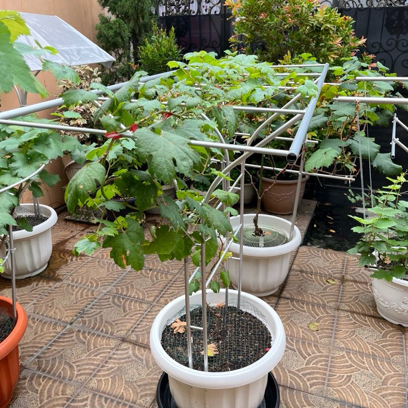 Jual TIANG RAMBATAN ANGGUR MODEL PARA-PARA TINGGI 150 cm By TAMAN ...