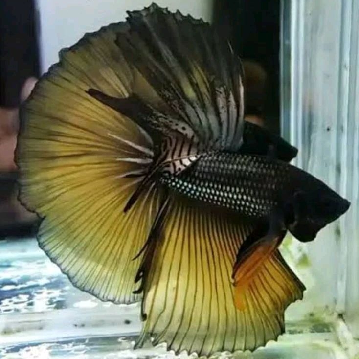 Jual Cupang Hm Rosetaile Warna Kuning Cooper Ukuran L+ Sudah Full Block ...