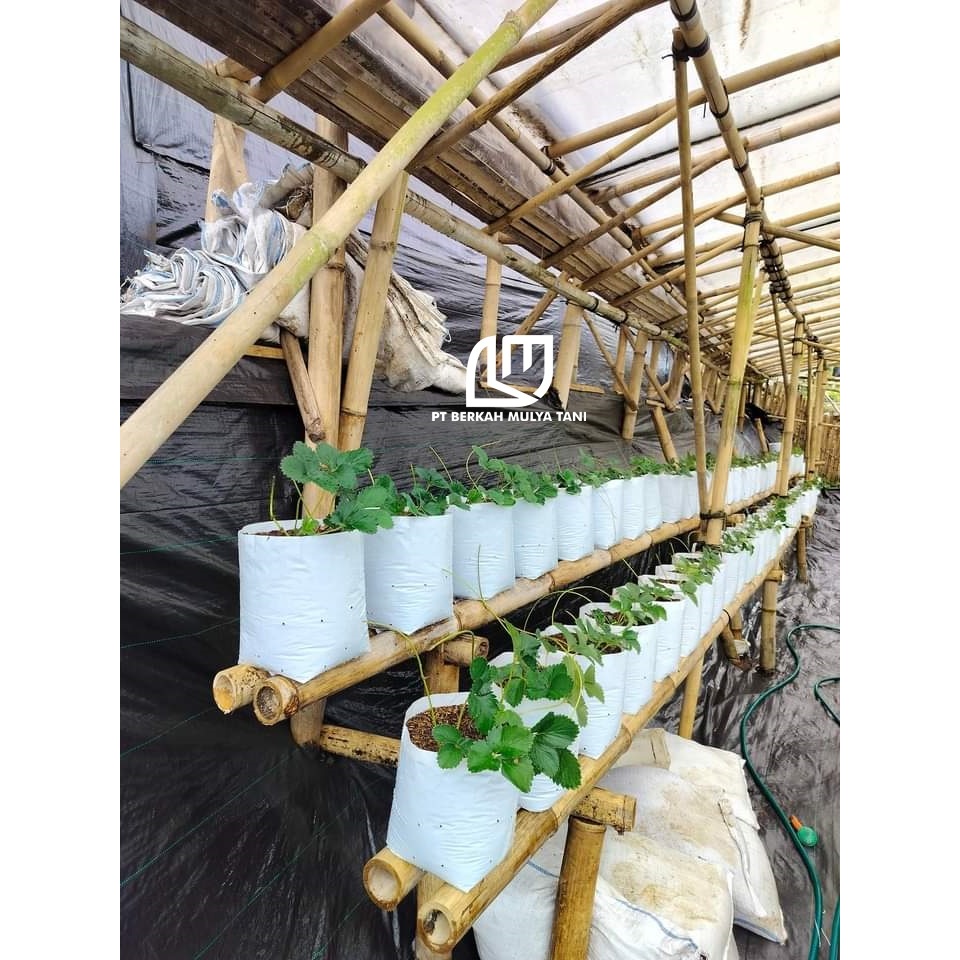 Jual Polybag Putih ukuran 40x40 | Polibeg Plastik Tanaman Hitam 40cm x ...