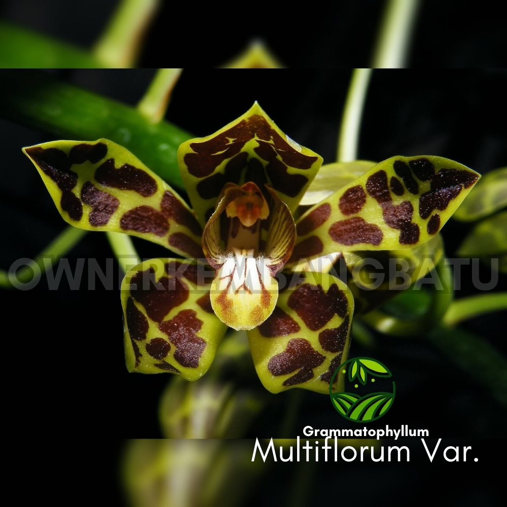 Jual Anggrek Gramma MULTIFLORUM VAR Kondisi Remaja Grammatophyllum ...
