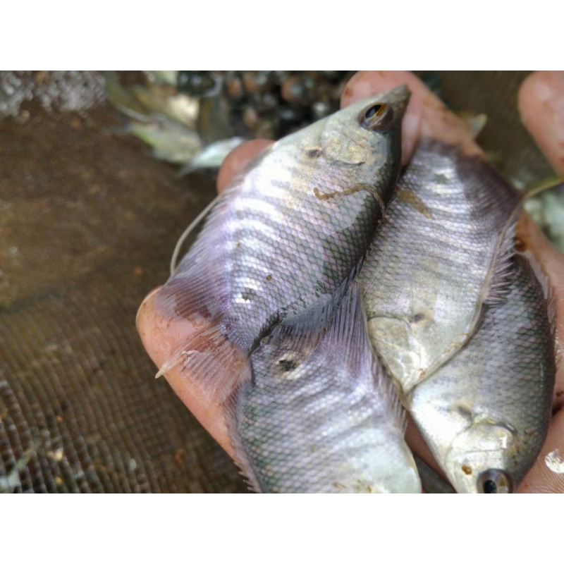 Jual benih gurame soang ukuran silet paketan 25 ekor | Shopee Indonesia