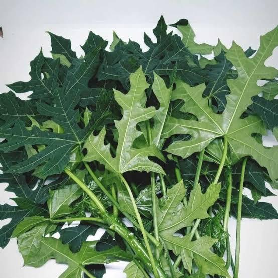 Jual DAUN PEPAYA JEPANG/TANAMAN ECOPRINT/DAUN UNTUK ECOPRINT/ /DAUN ...