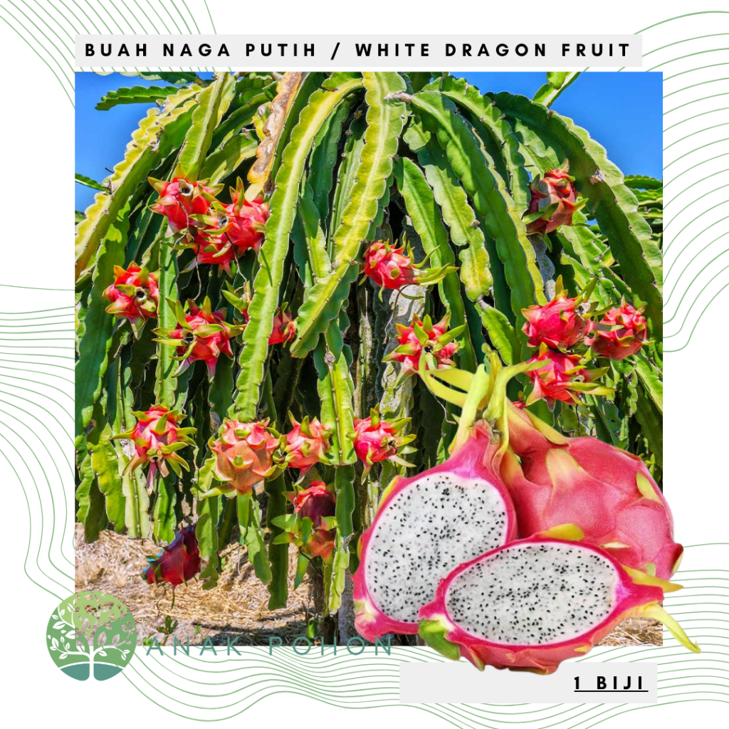Jual Benih Bibit Biji - Buah Naga Putih White Dragon Fruit Seeds ...