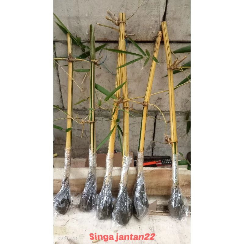 Jual Bambu kuning Tanaman hias stek 50 cm bambu alsi bukan buatan dari ...