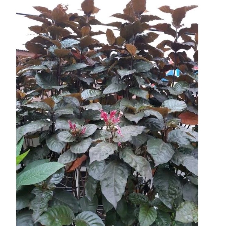 Jual DAUN UNGU / DAUN HANDEULEUM OBAT WASIR SEGAR FRESH OBAT WASIR | Shopee Indonesia