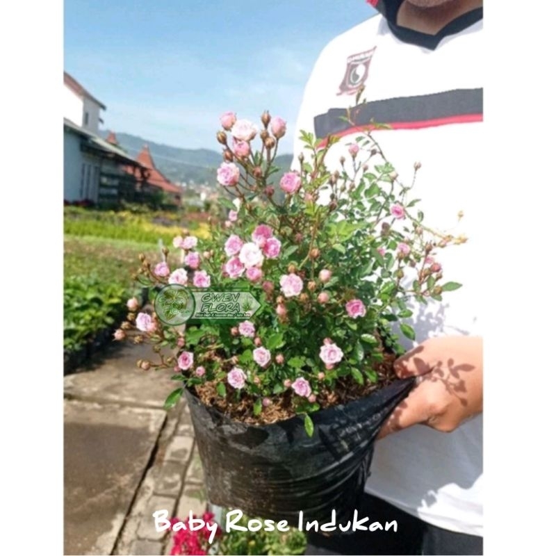 Jual Tanaman Baby Rose Pink Indukan Berbunga | Shopee Indonesia