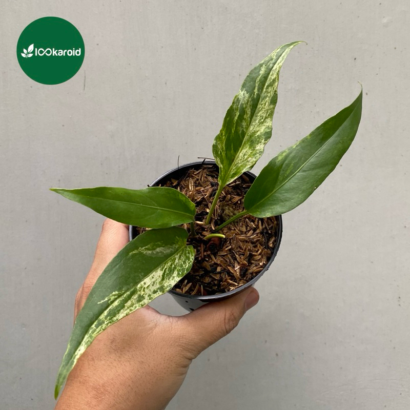 Jual Tanaman Hias Anthurium Gelombang Cinta Variegata | Gelcin Varigata ...