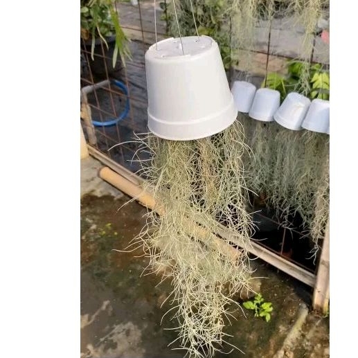 Jual jenggot musa - tanaman hias - tanaman jenggot musa | Shopee Indonesia