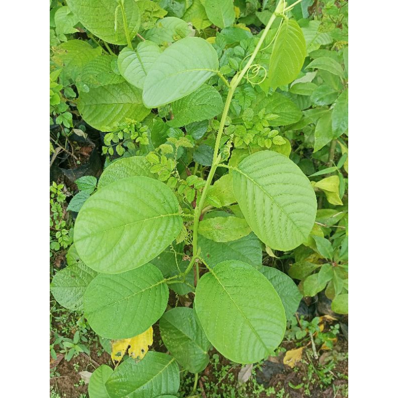 Jual Bibit pohon Buah Erbis markisa jumbo Tanaman Buah Rambat | Shopee Indonesia