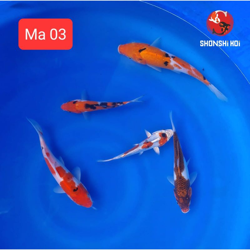 Jual Paket Ikan Koi F1 MA03 Indukan from Japan | Shopee Indonesia